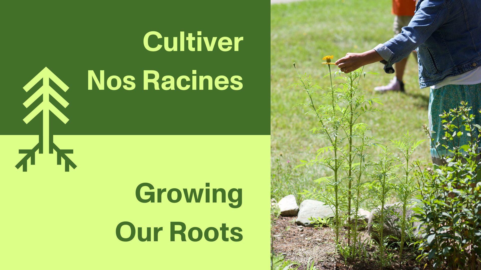 Growing our roots - Montreal Indigenous Community NETWORK