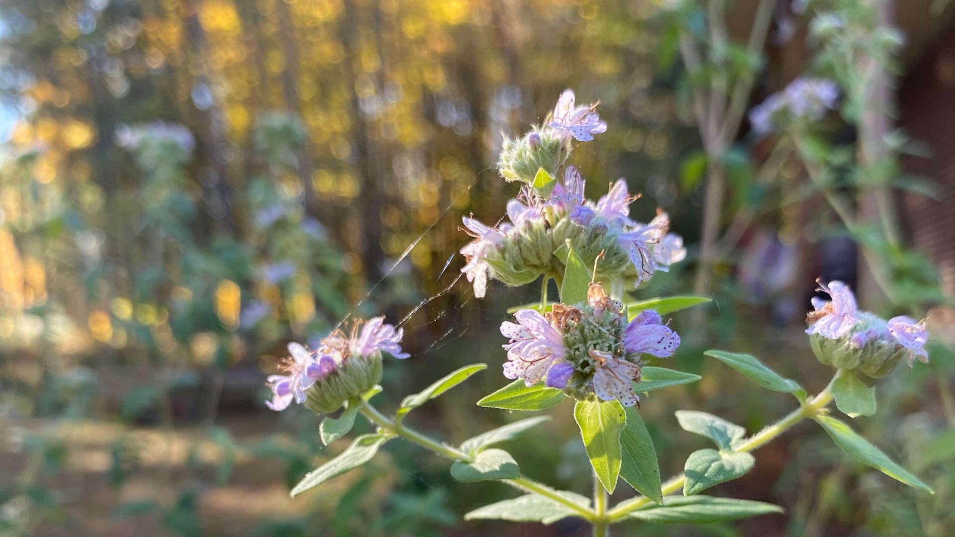 Awareness-raising workshops and trainings - Montreal Indigenous ...